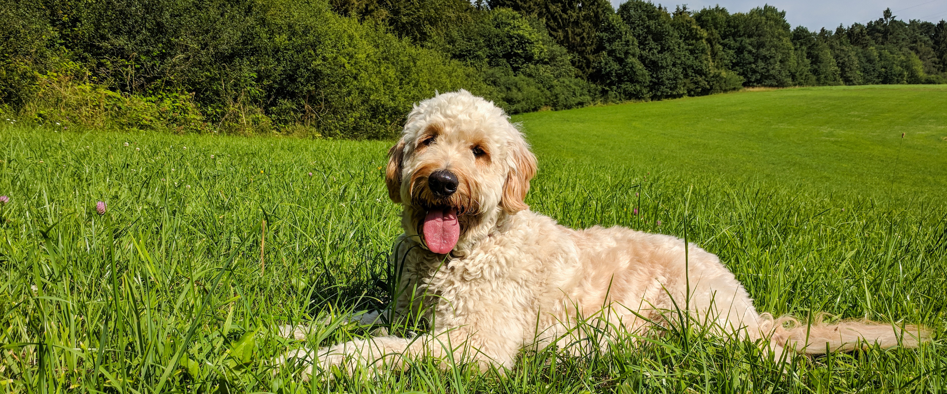 A long list of dog names that start with L | TrustedHousesitters.com