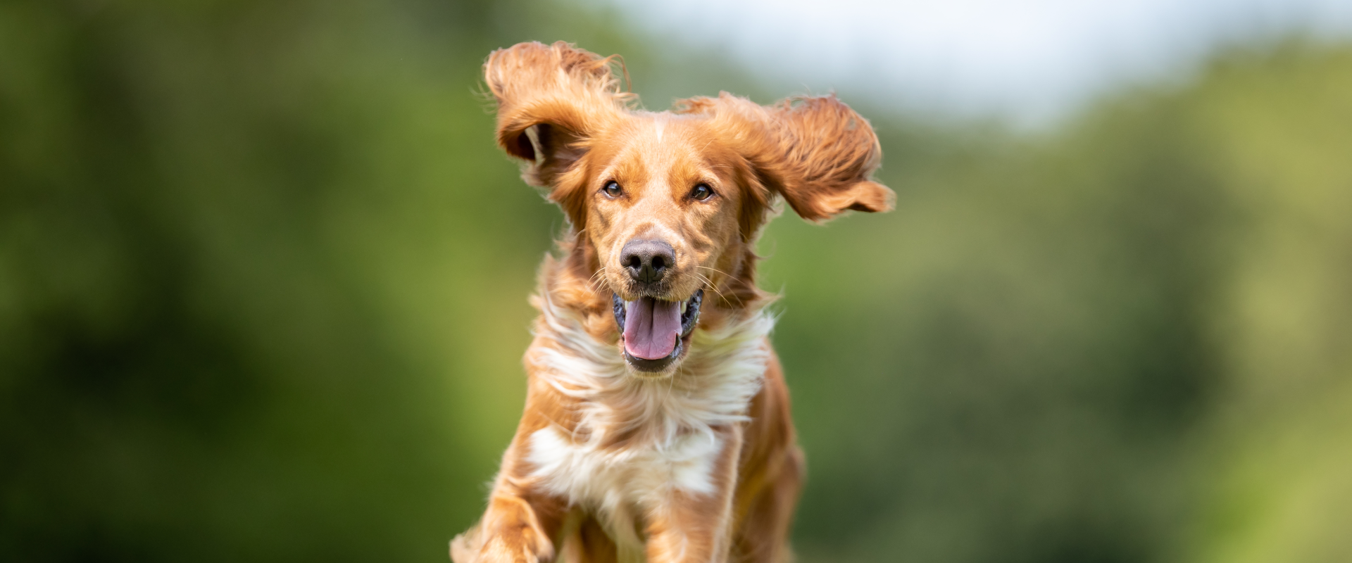 50+ Exciting Dog Names that Start with E | TrustedHousesitters.com