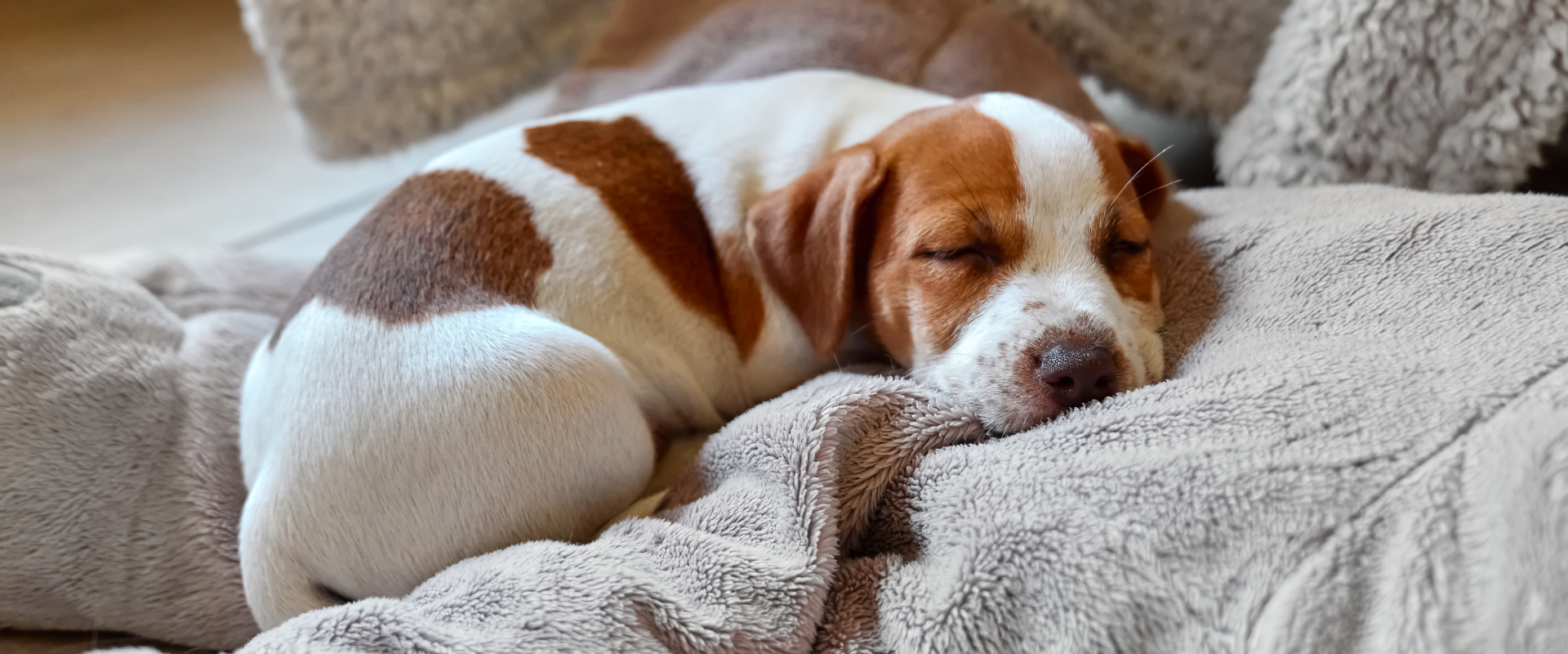 Dog sitting puppies: tips and tricks | TrustedHousesitters.com