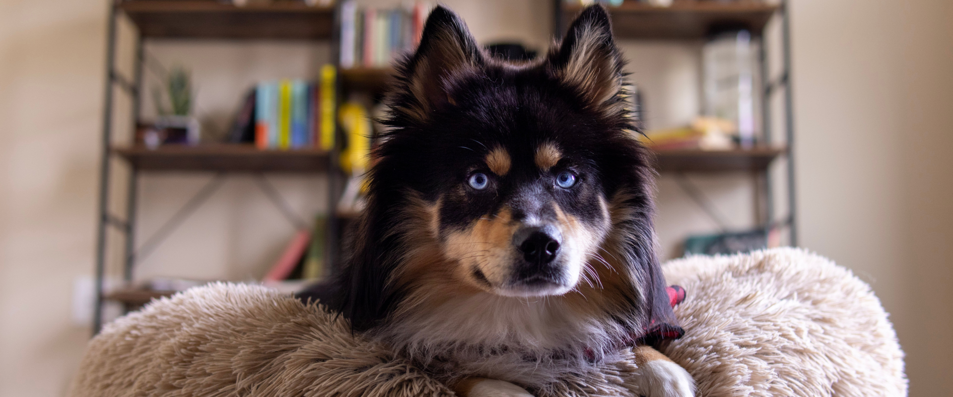 What is a mutt? Understanding mixed breed dogs | TrustedHousesitters.com