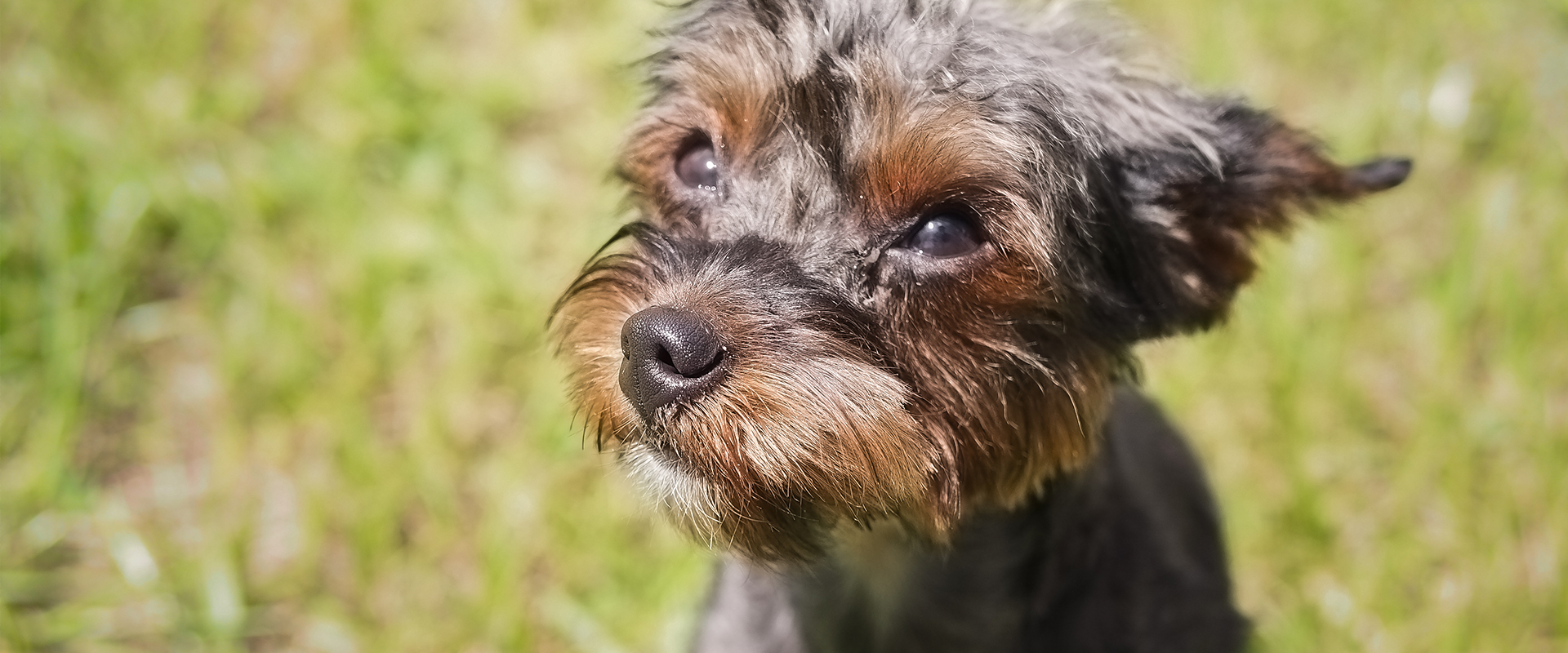 Yorkie Poo Adulte Adult Yorkie Poos 2025