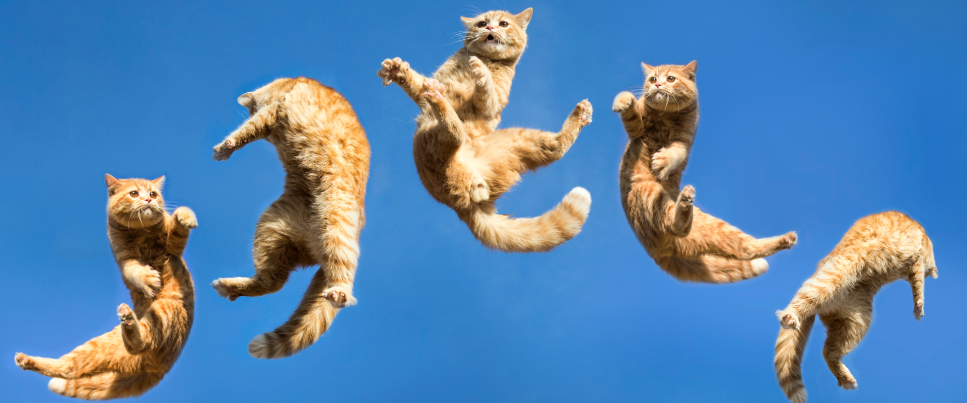 How do cats always land on their feet? The facts around cat physics ...