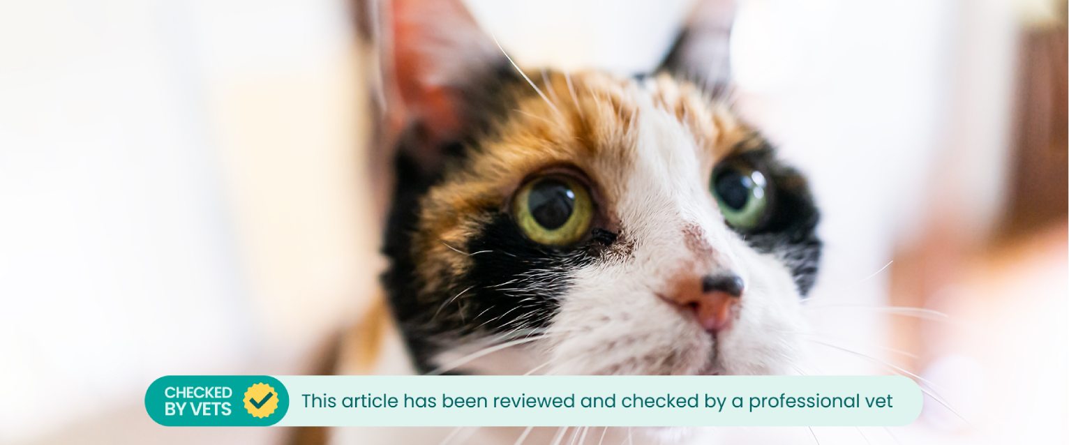 Cat Chin Acne: Symptoms, Causes, and Treatment | TrustedHousesitters.com