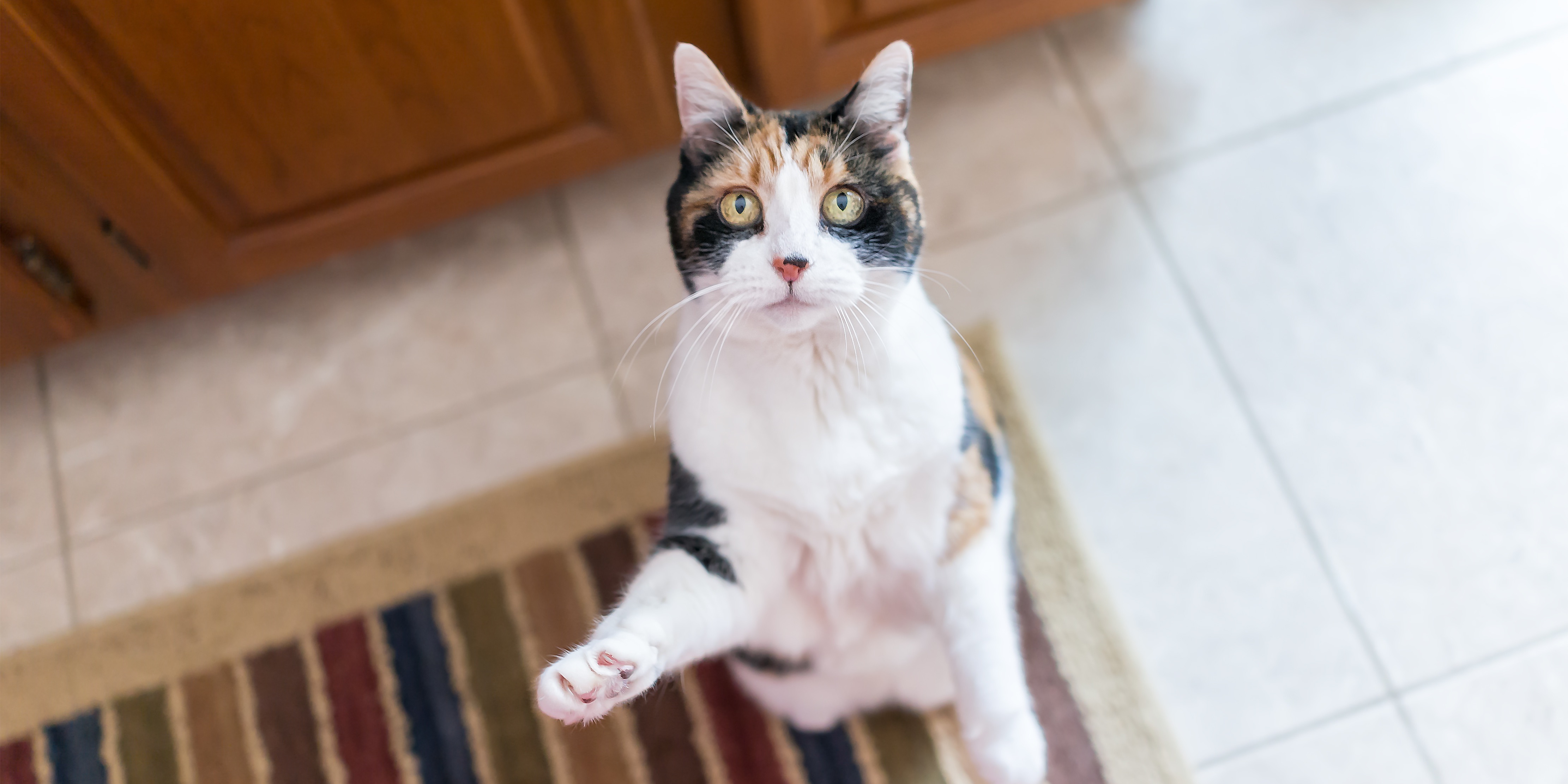Calico Cat Names | TrustedHousesitters.com