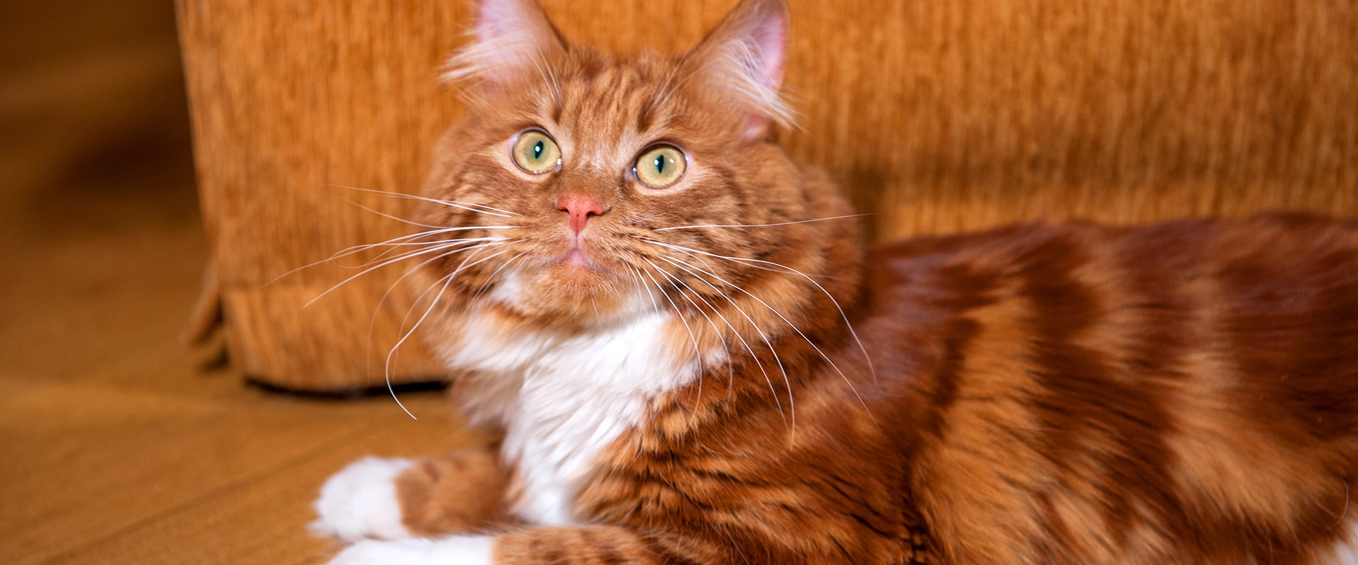 9 Rare Cat Breeds | TrustedHousesitters.com