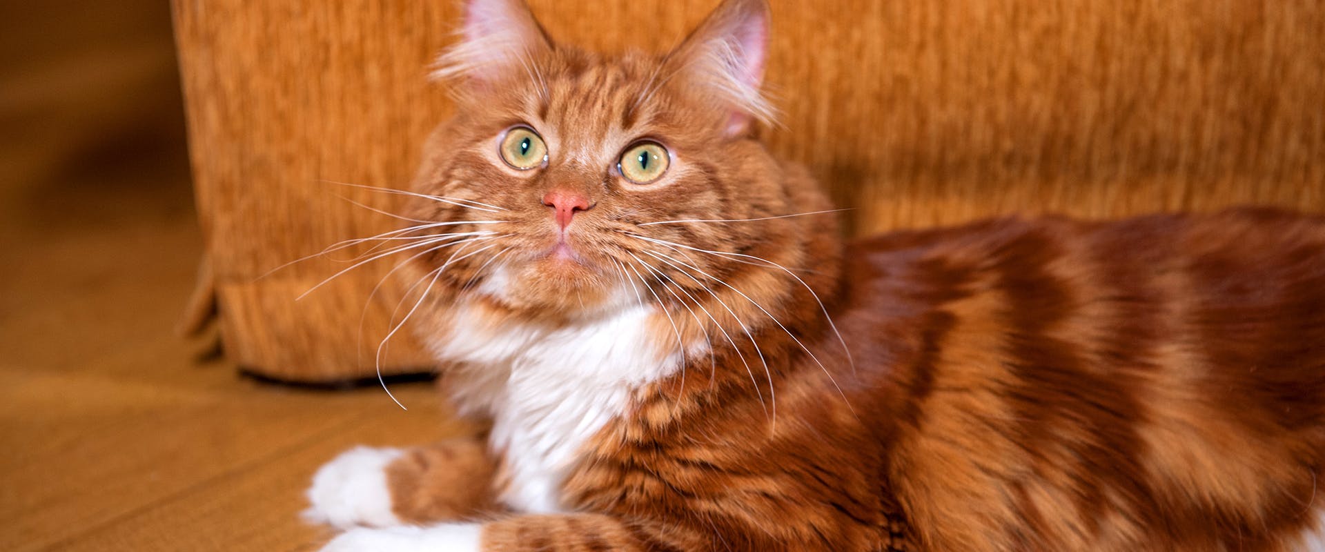 Orange American Bobtail Cat