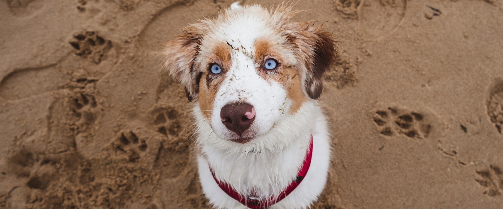 135+ Australian Shepherd Names for Your Aussie Pooch ...