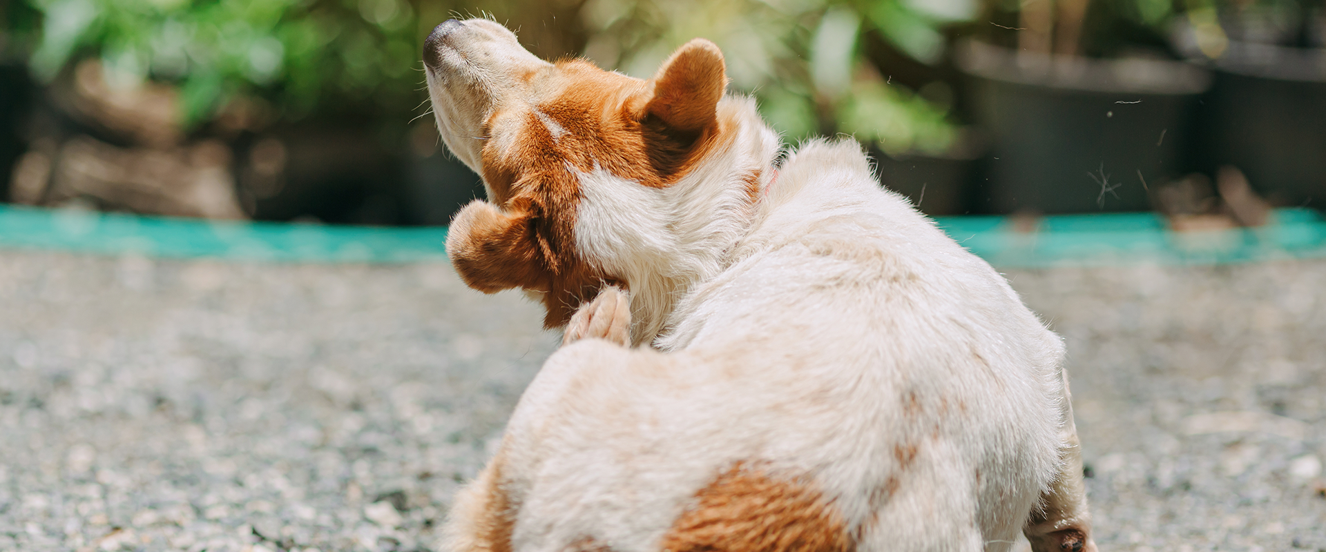 Fleas on Dogs: How to Spot Them (and Banish Them for Good ...