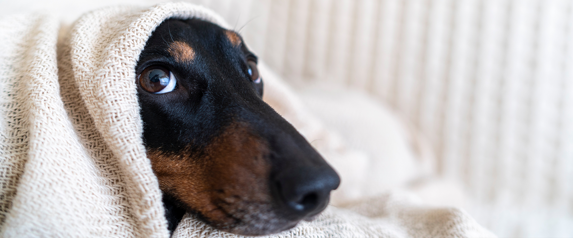 200+ Best Dachshund Names for Your Doe-Eyed Doxie | TrustedHousesitters.com