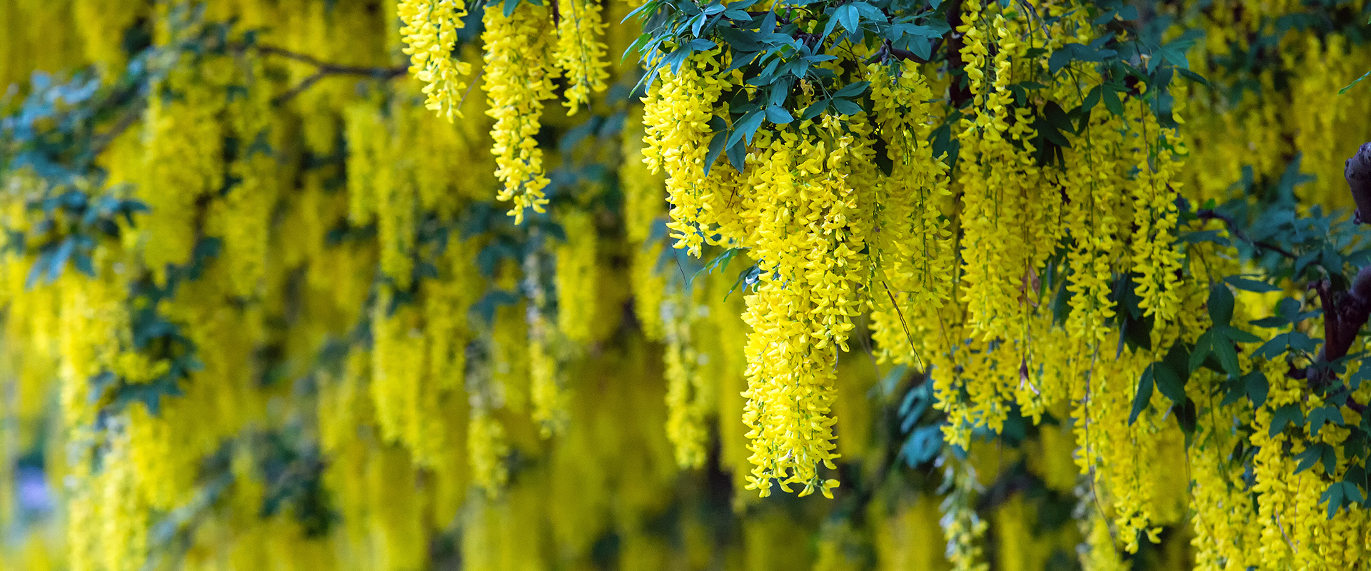 Is Laburnum Poisonous to Dogs? | TrustedHousesitters.com