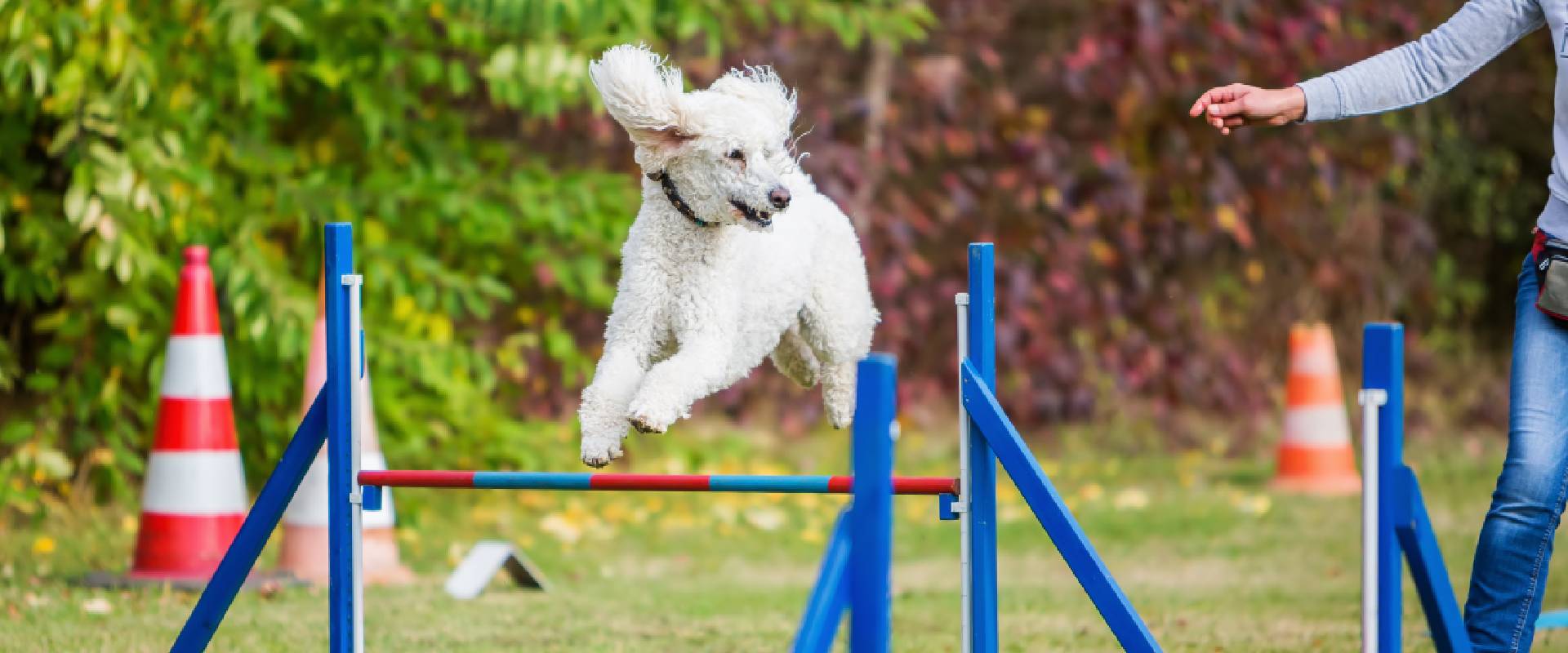 Poodle Dog Breed Guide | TrustedHousesitters.com