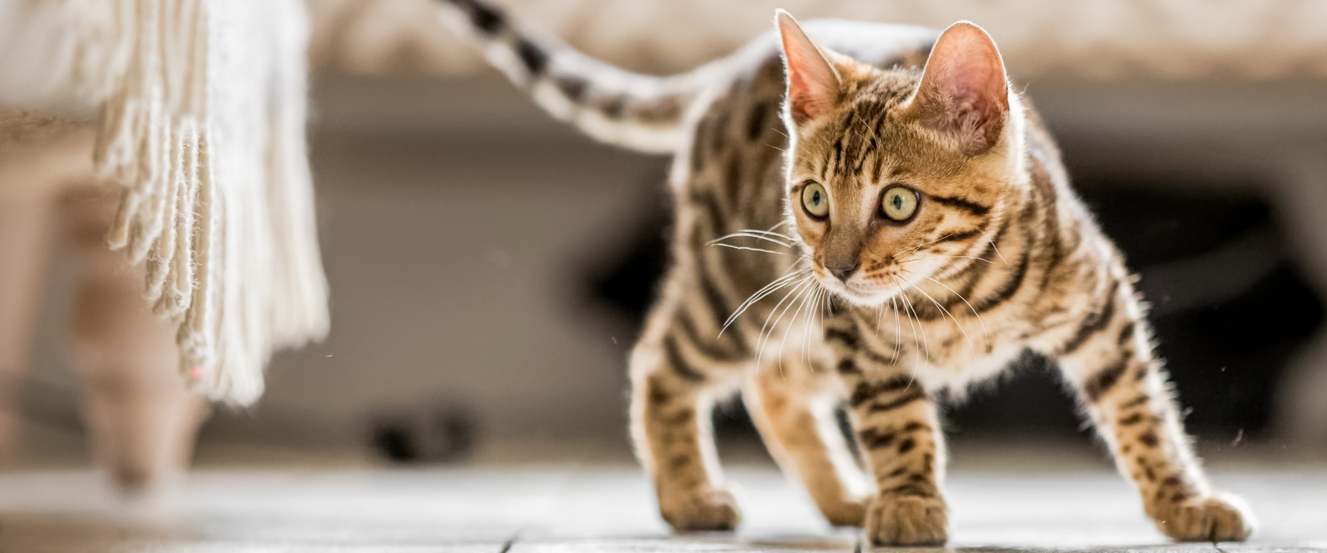 Cat Sitting for Kittens: What to Expect | TrustedHousesitters.com