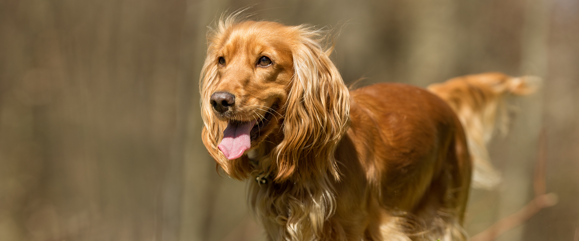 Springer Spaniel vs Cocker Spaniel: What’s the Difference ...