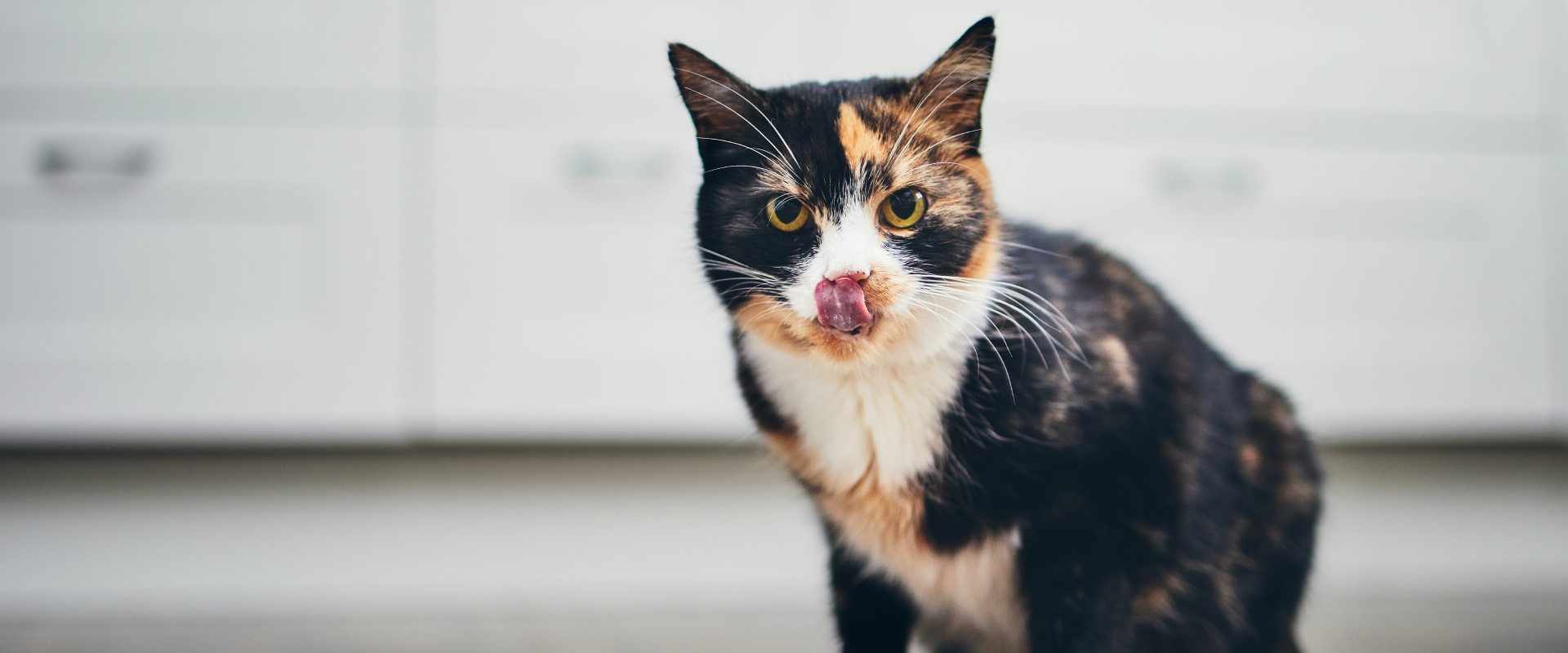 Understanding your cat's gaze: why does my cat stare at me ...