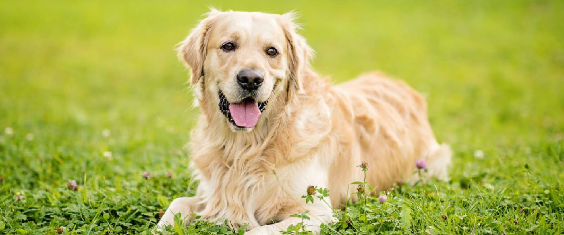 Extinct Dog Breeds | TrustedHousesitters.com