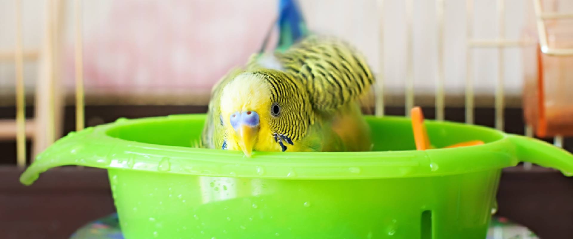How to Take Care of a Bird: Tips for Bird Care | TrustedHousesitters.com