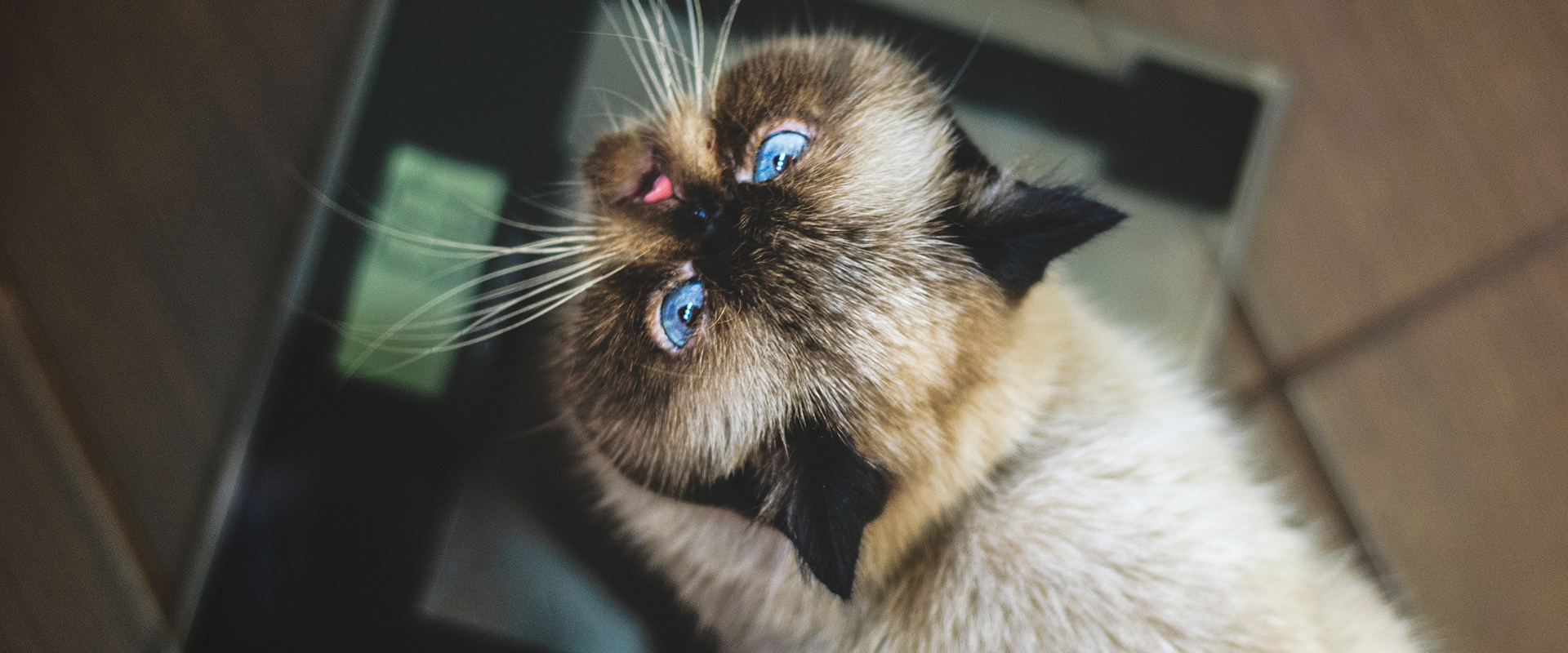How Heavy Should My Cat Be? | TrustedHousesitters.com
