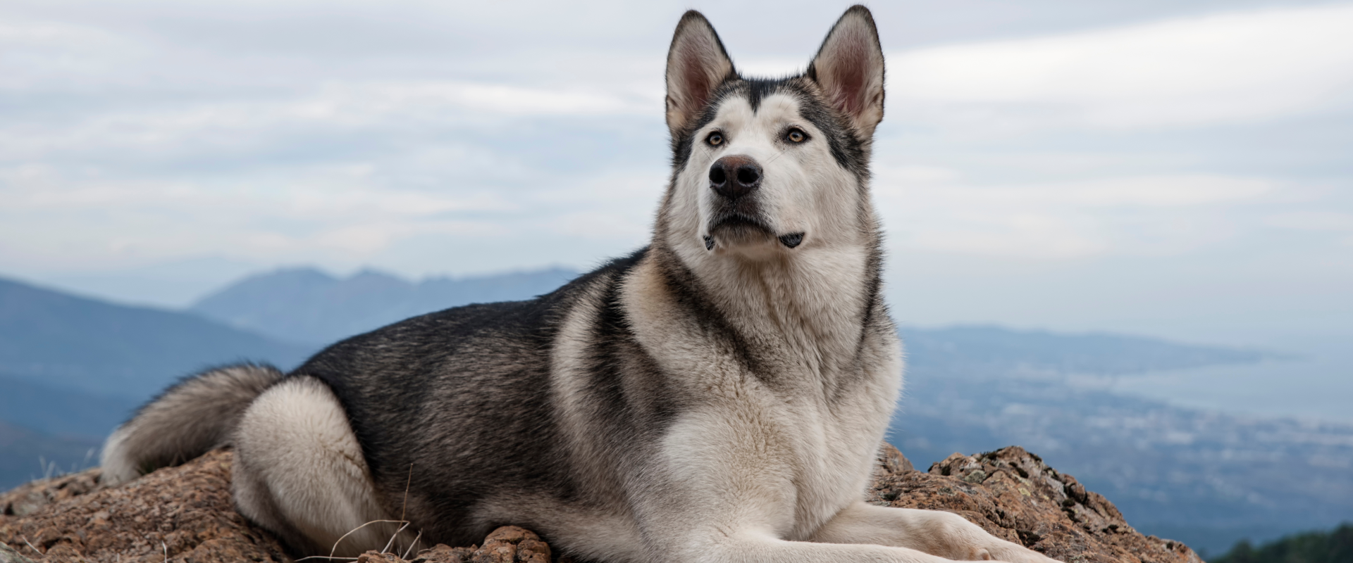 Quirky and Unique Dog Names Starting with Q | TrustedHousesitters.com