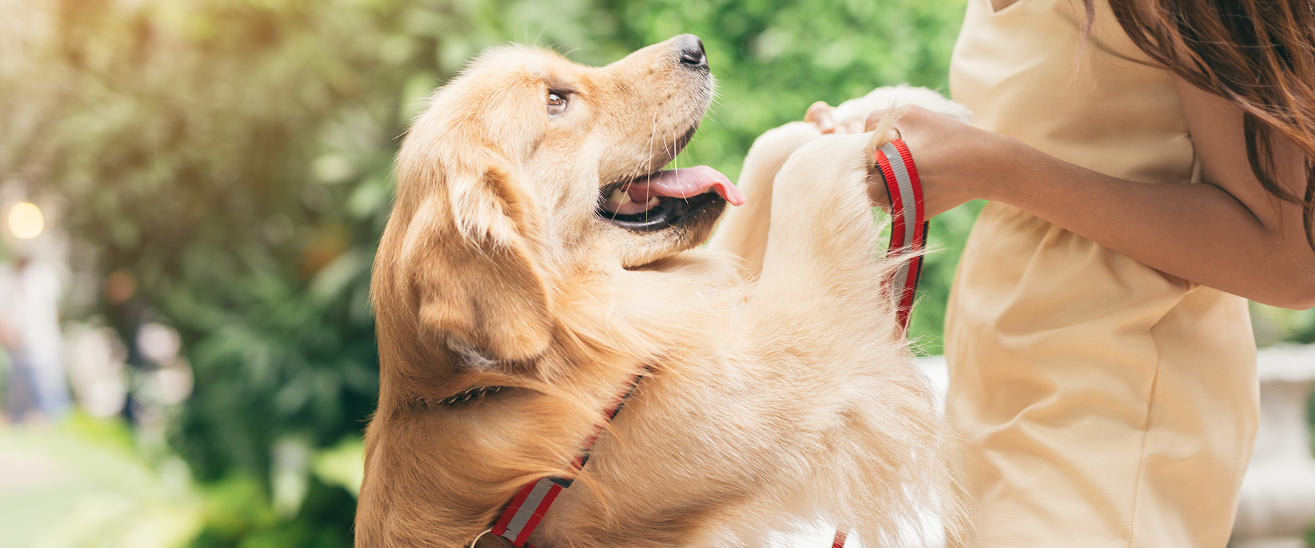 10 of the Most Loyal Dog Breeds That Will Become Your BFFL ...