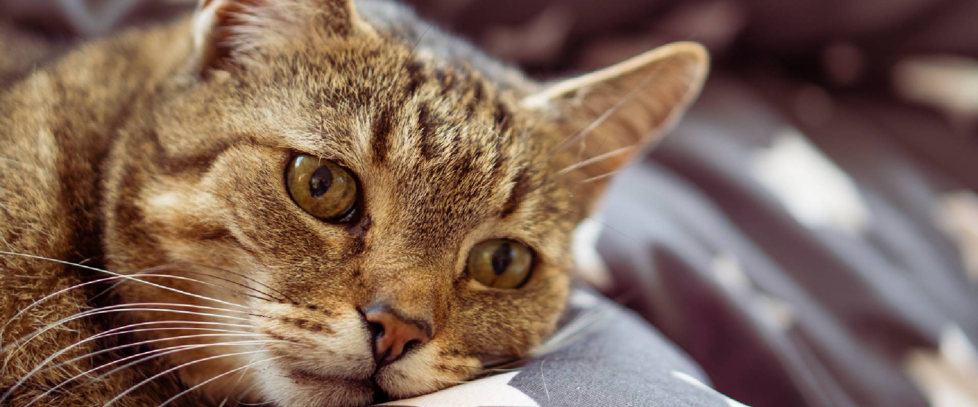 Is My Cat Depressed? Cat Depression Signs and Treatments ...