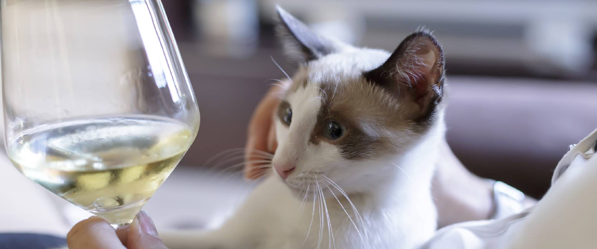 Can Cats Drink Alcohol? | TrustedHousesitters.com