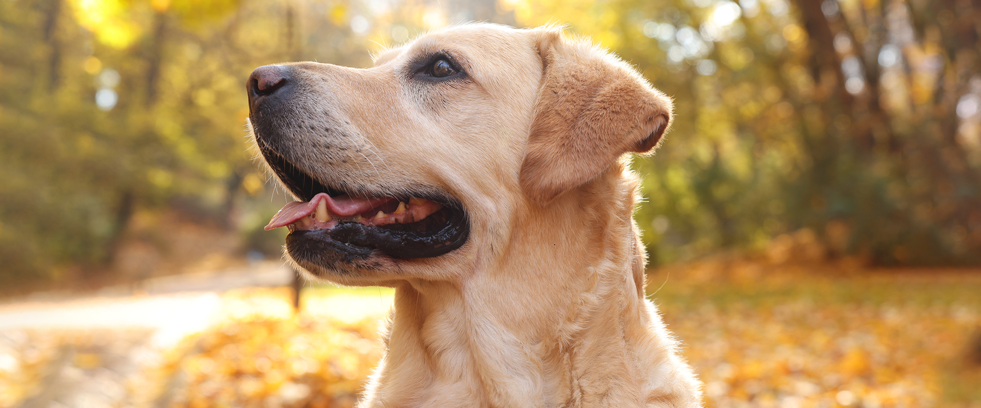 150+ Cute Labrador Retriever Names | TrustedHousesitters.com