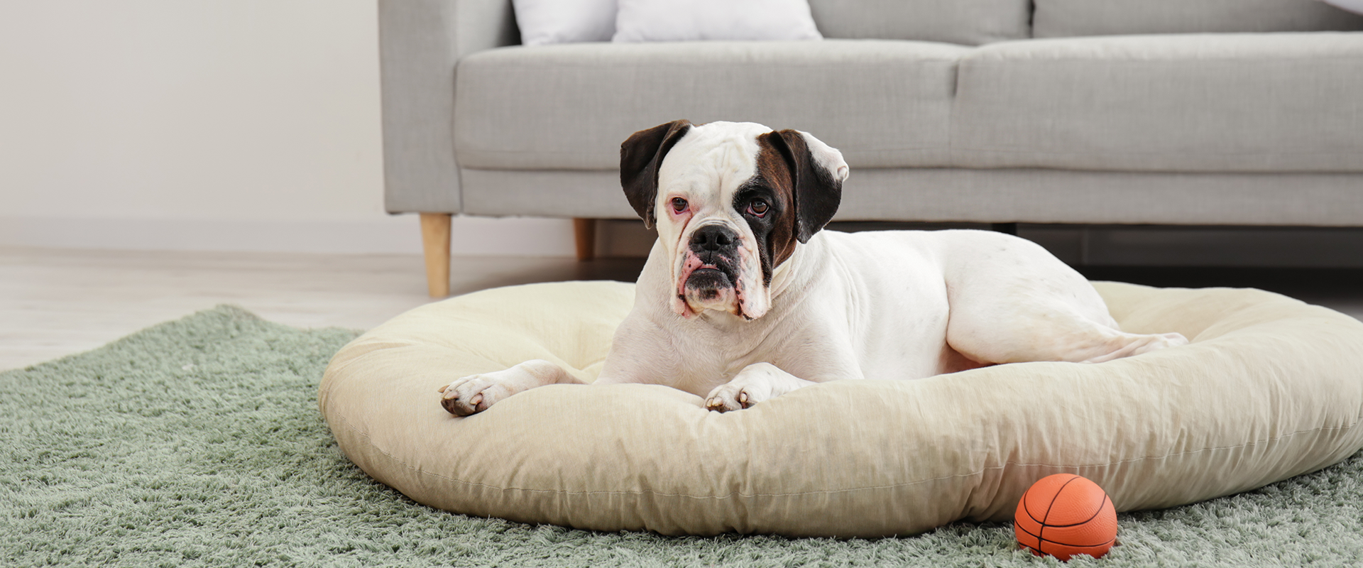 14 of the Best Dog Beds for Large Dogs in 2022 | TrustedHousesitters.com
