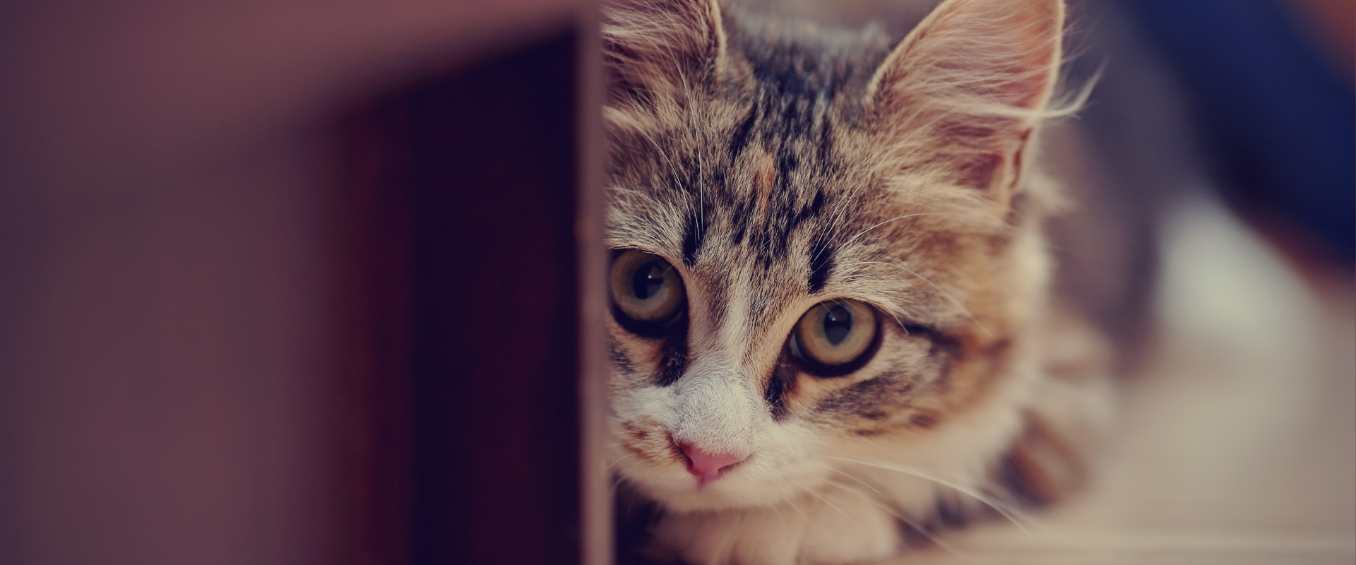 Cat attack! Understanding the cat ambush attack | TrustedHousesitters.com