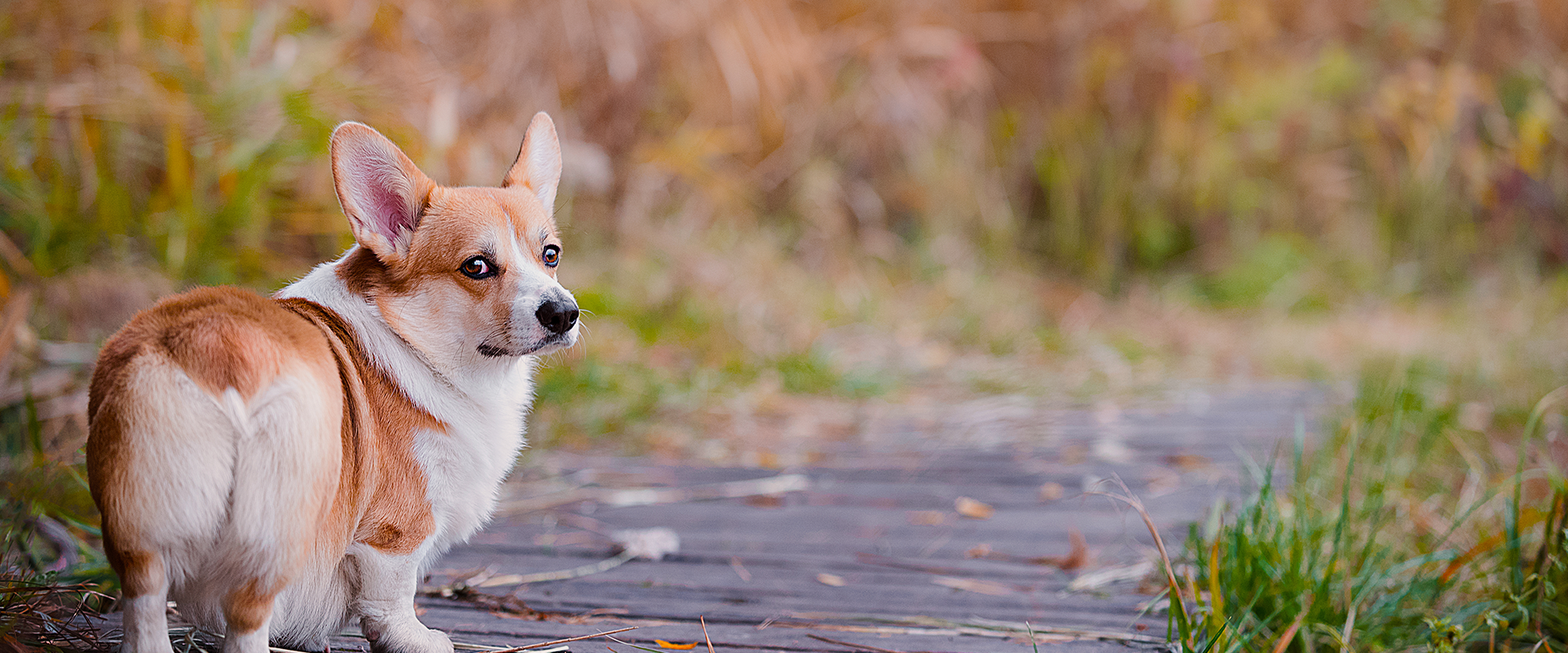 100+ Corgi Names for Your New Canine Companion | TrustedHousesitters.com