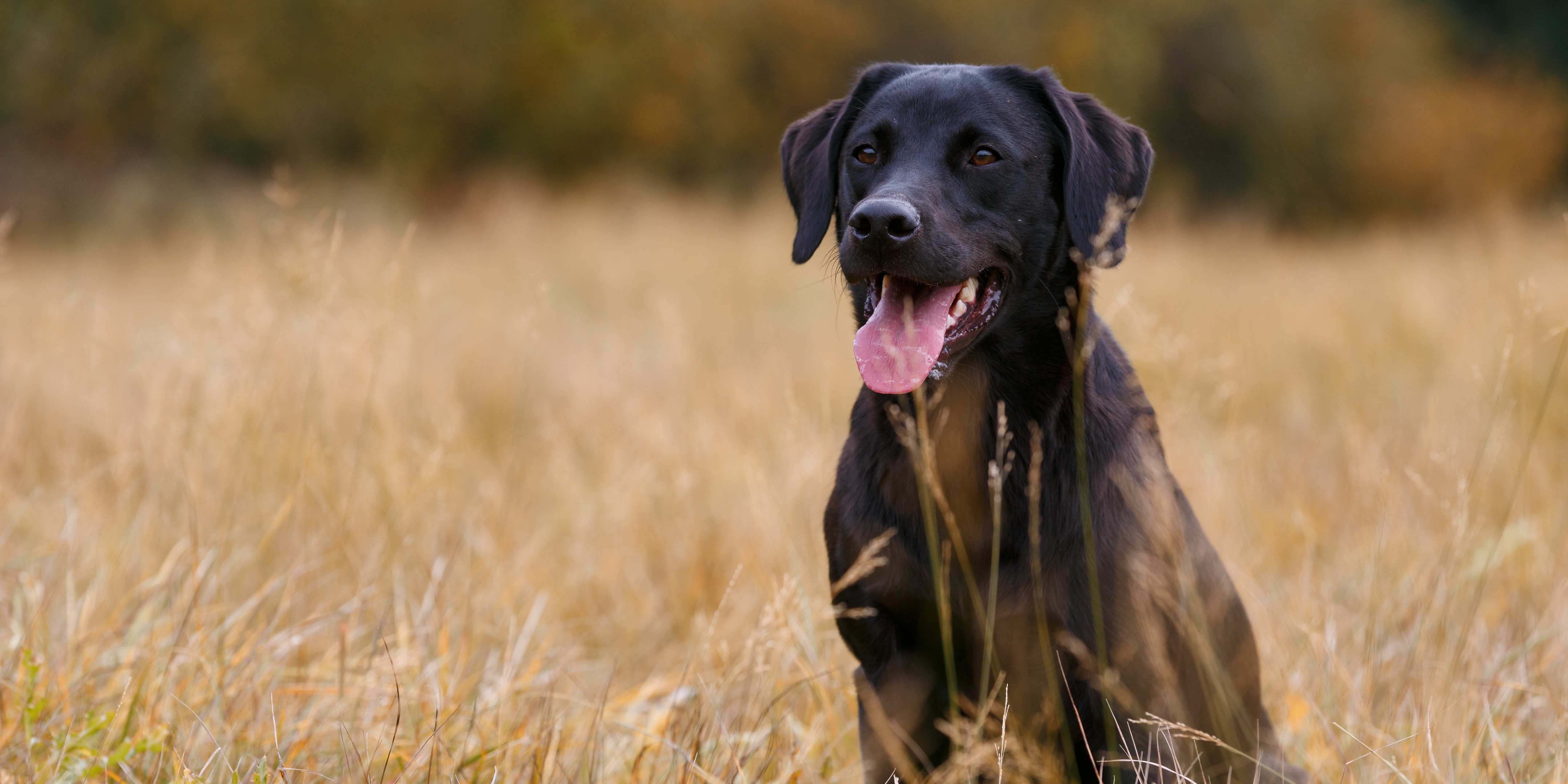 Black Lab Names | TrustedHousesitters.com