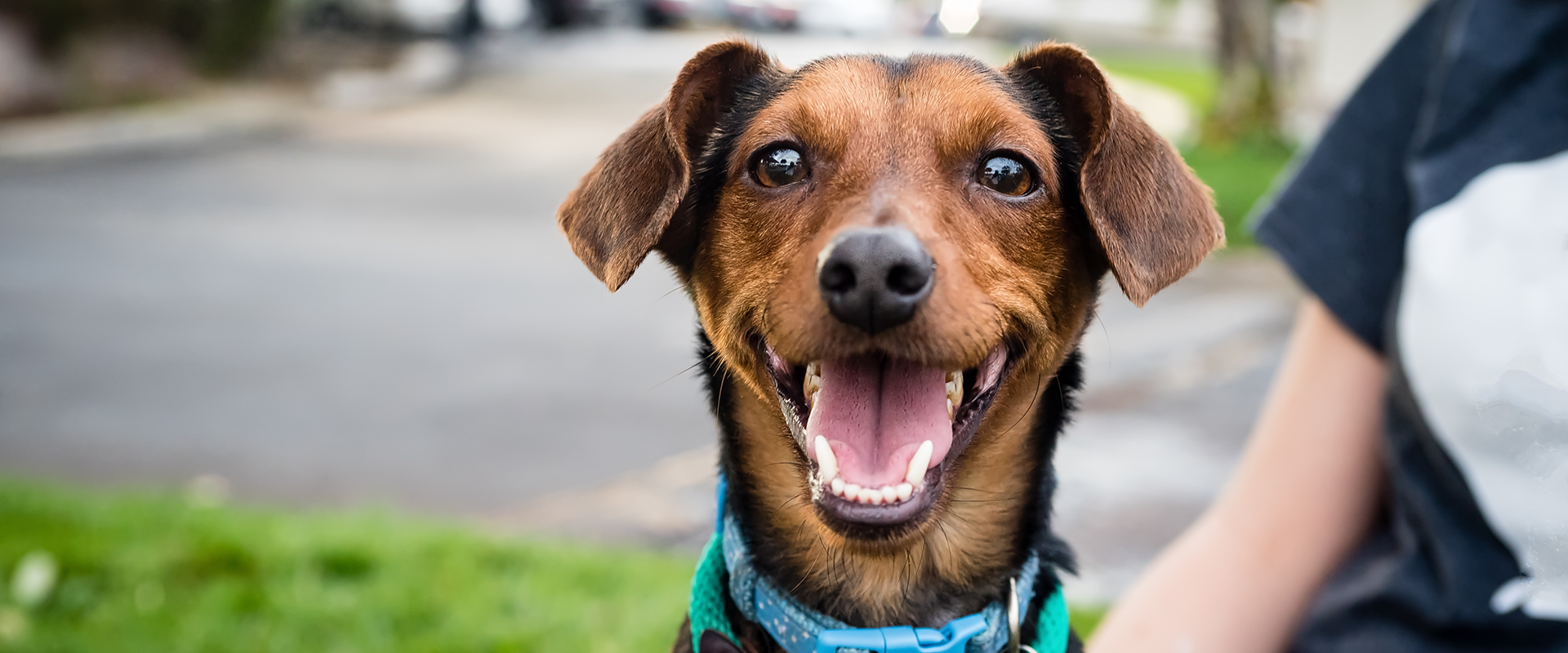 150 Unique Brown Dog Names | TrustedHousesitters.com