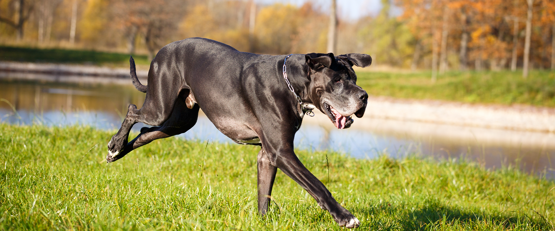 120 Popular Great Dane Names for Your Gentle Giant ...