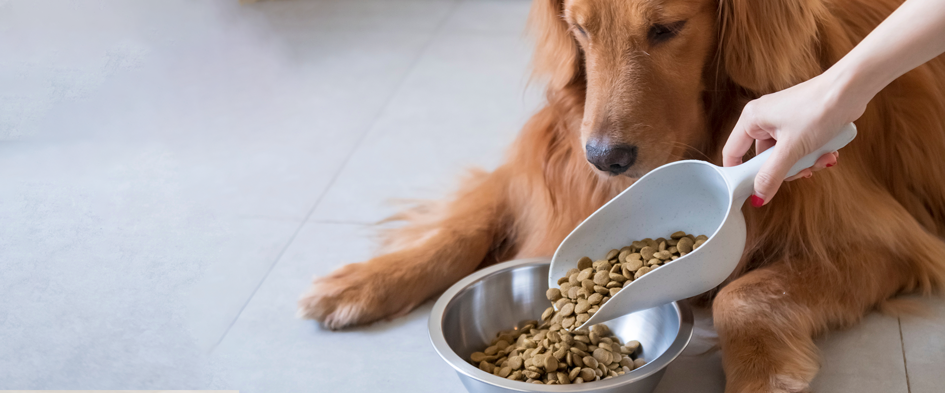 How Much Should I Feed My Dog? A Guide for Hungry Hounds ...