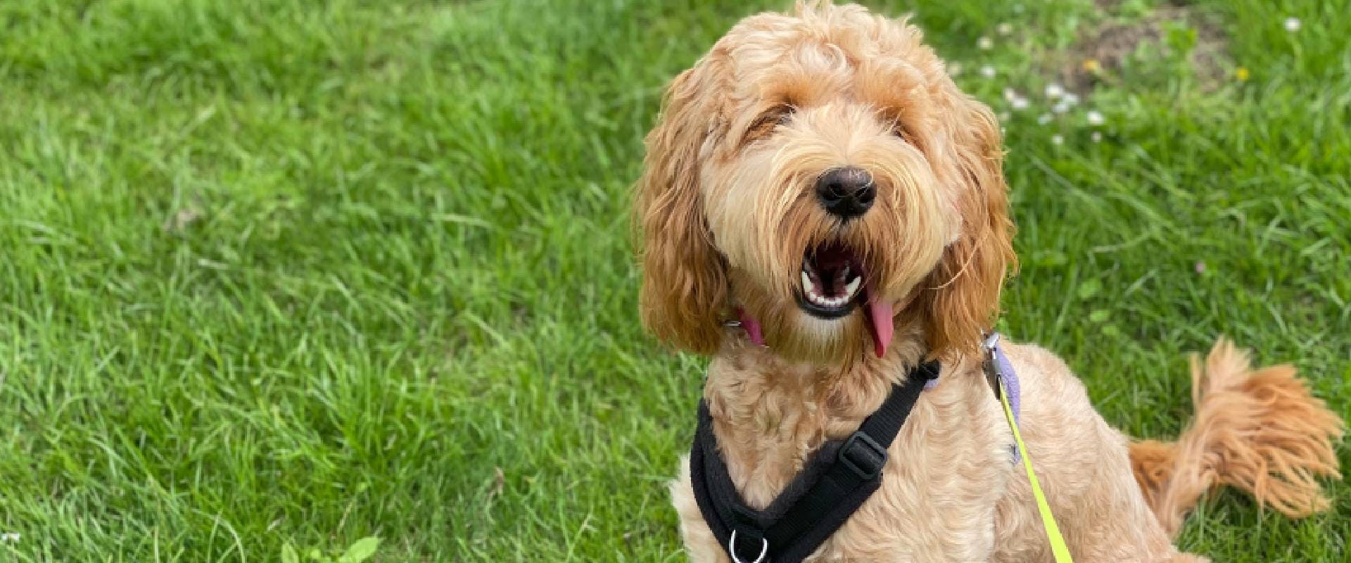 Are Cavapoos Hypoallergenic