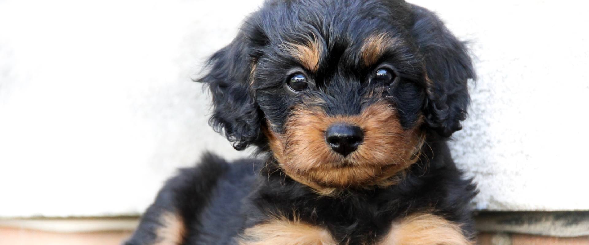 Cavapoo Breed Guide | TrustedHousesitters.com