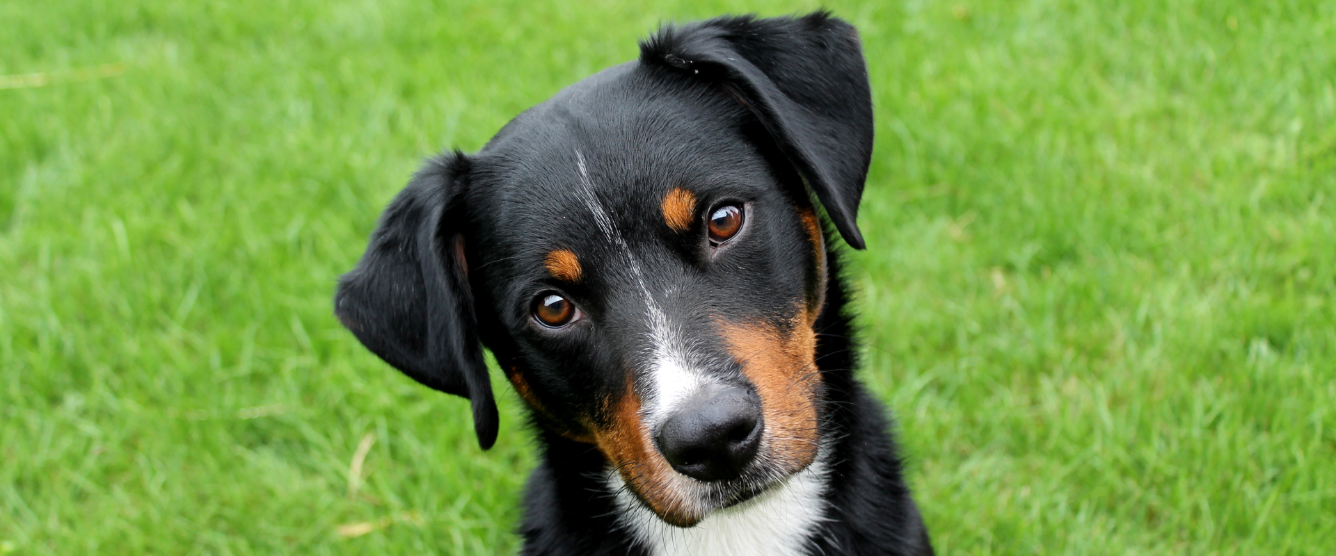 Deciding When to Spay a Dog | TrustedHousesitters.com