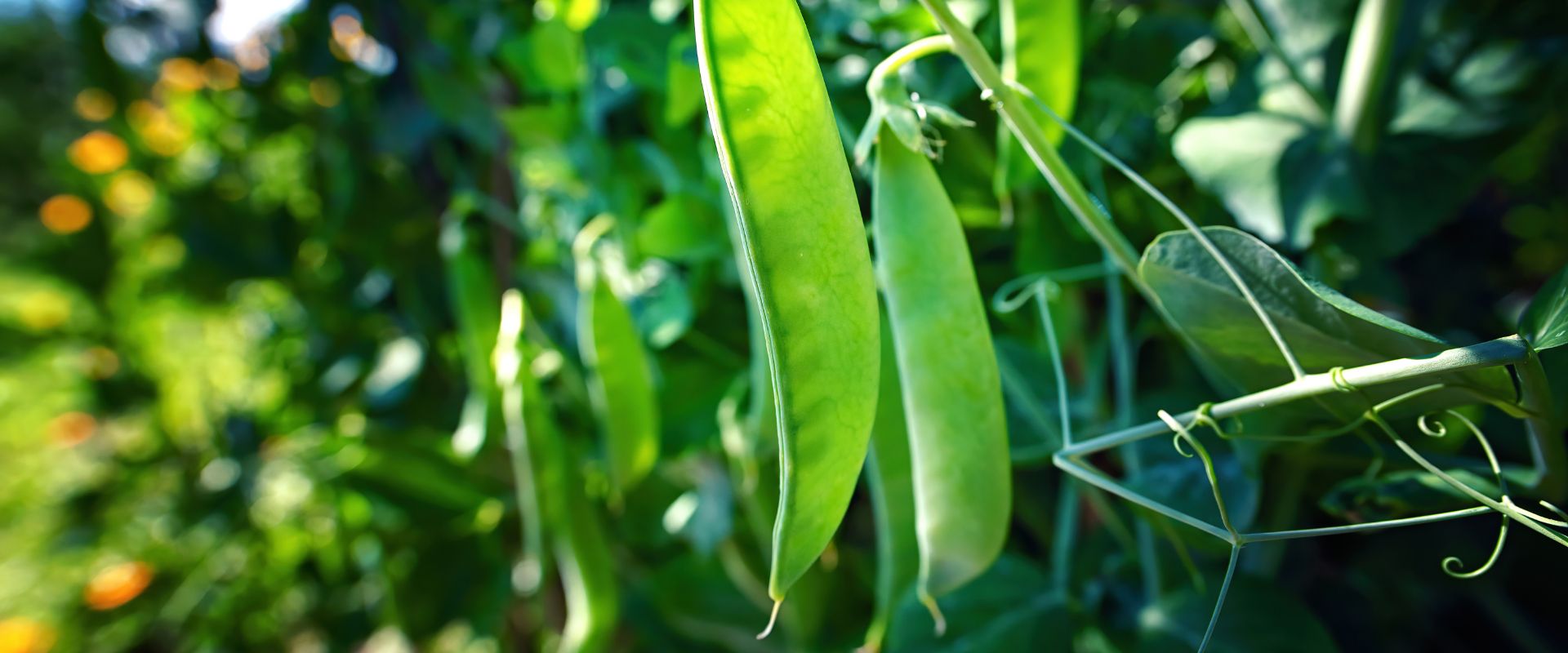 Can Dogs Eat Peas? | TrustedHousesitters.com