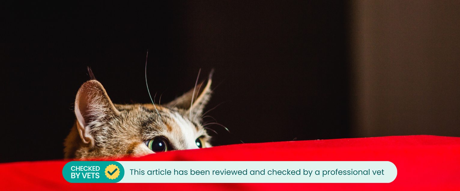 Cat attack! Understanding the cat ambush attack | TrustedHousesitters.com