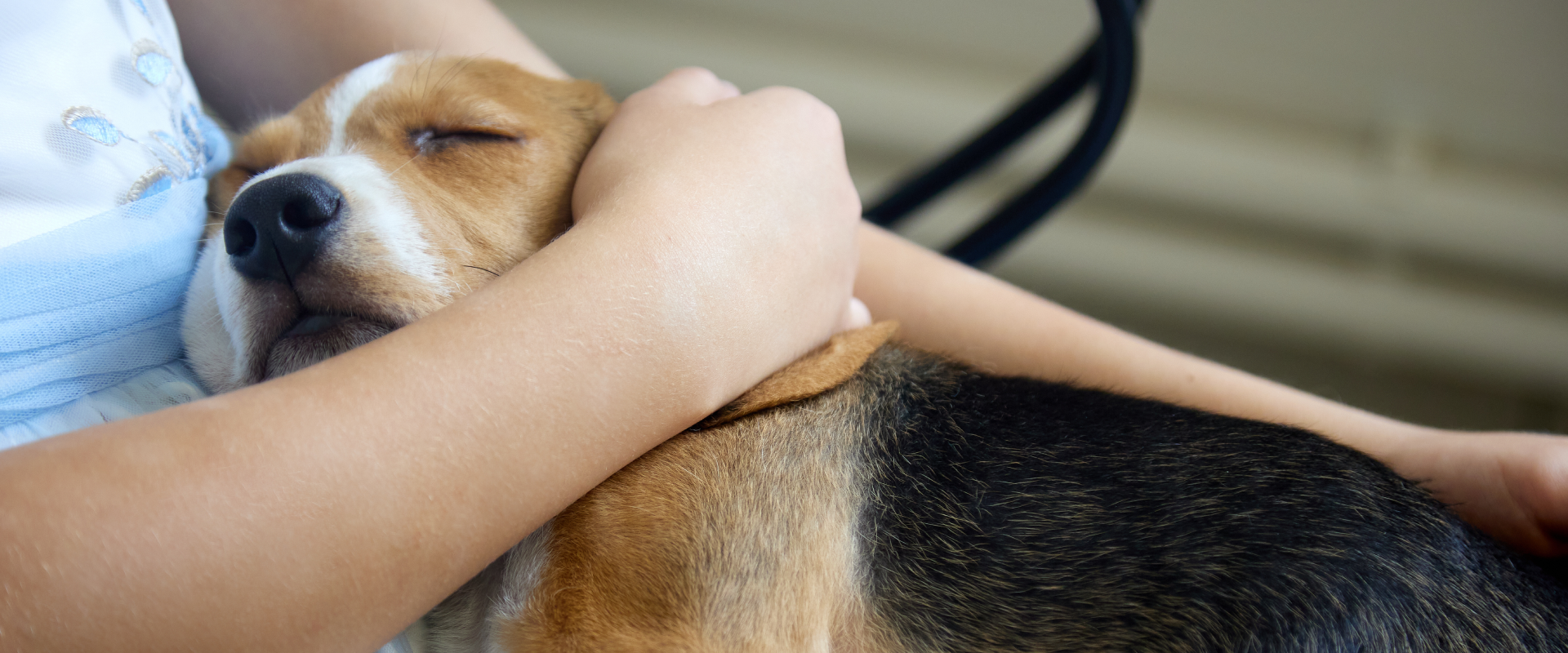 What Can you Give a Dog for Pain? | TrustedHousesitters.com