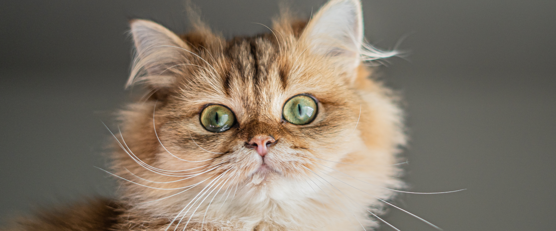 Why is my Cat Drooling? The Top 7 Reasons, Revealed ...