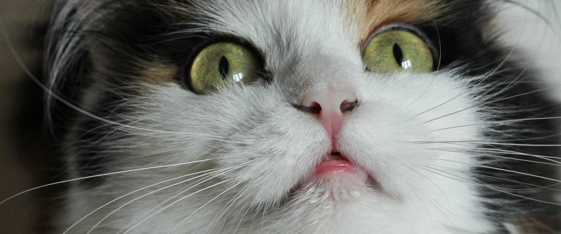 Why is my Cat Drooling? The Top 7 Reasons, Revealed ...