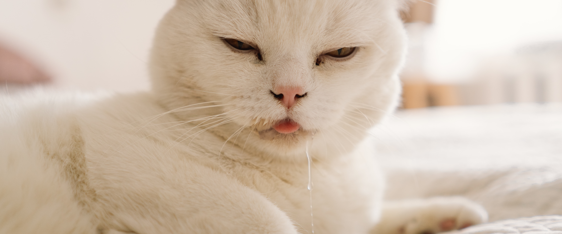 Why is my Cat Drooling? The Top 7 Reasons, Revealed ...
