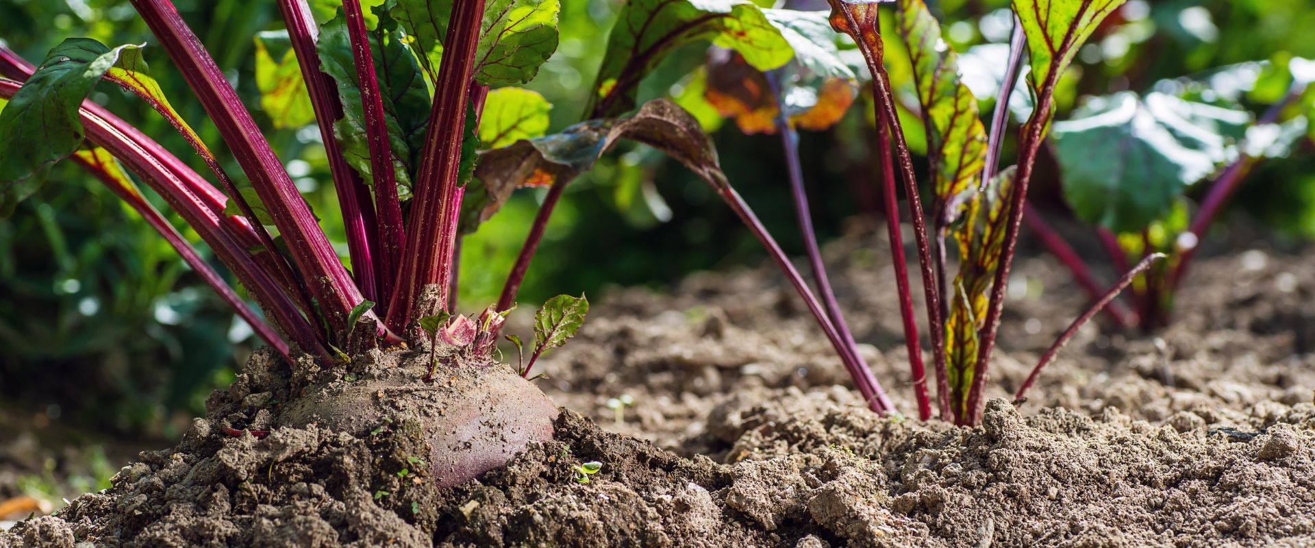 Can Dogs Eat Beets? | TrustedHousesitters.com