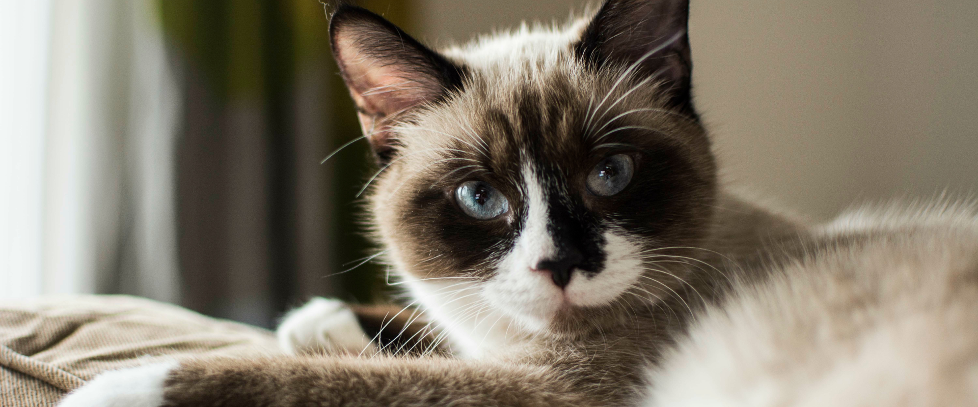 The Snowshoe Cat: Characteristics, Care, and Fun Facts ...