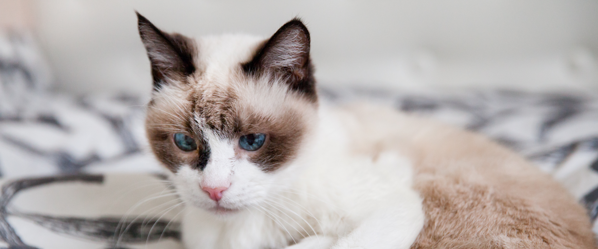 The Snowshoe Cat: Characteristics, Care, and Fun Facts ...