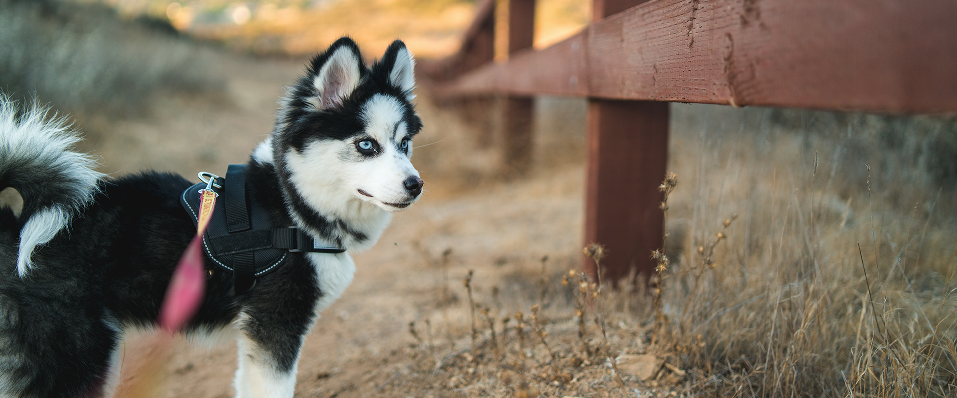 14 Mixed Dog Breeds | TrustedHousesitters.com