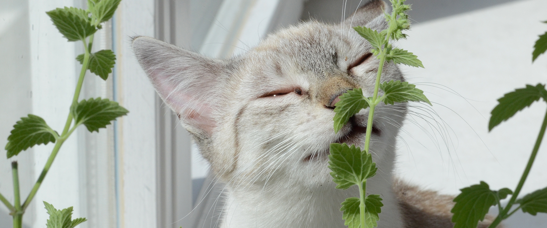What Does Catnip Do to Cats? | TrustedHousesitters.com