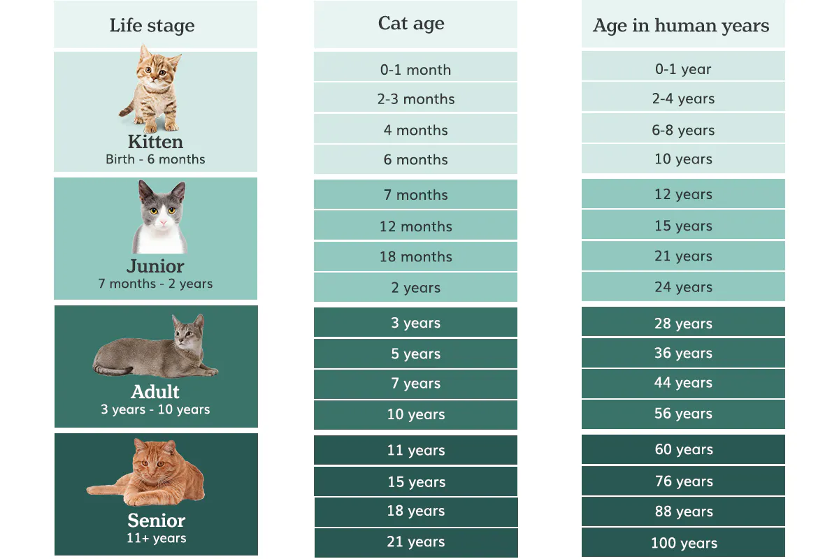 Cat Years To Human Years Calculator TrustedHousesitters Cat Years To Human Years Calculator TrustedHousesitters