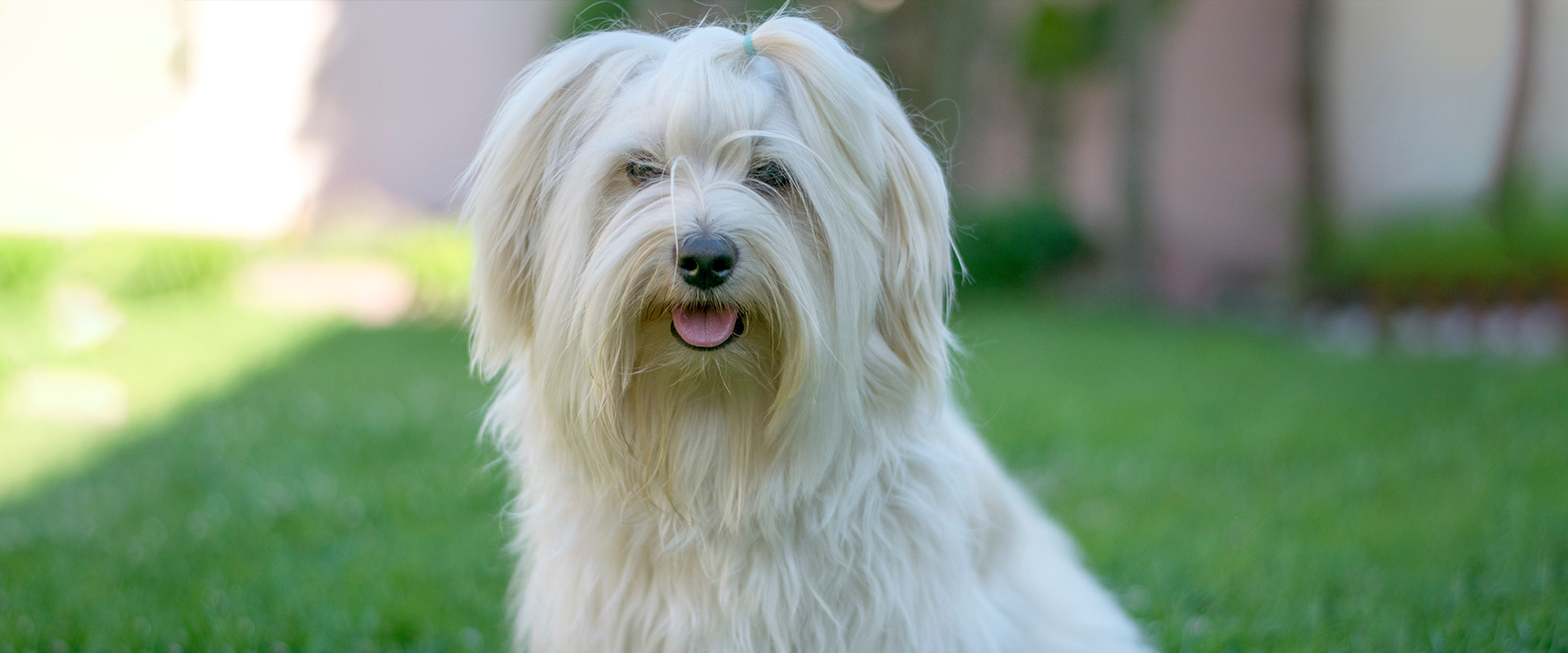 Havanese Breed Guide | TrustedHousesitters.com