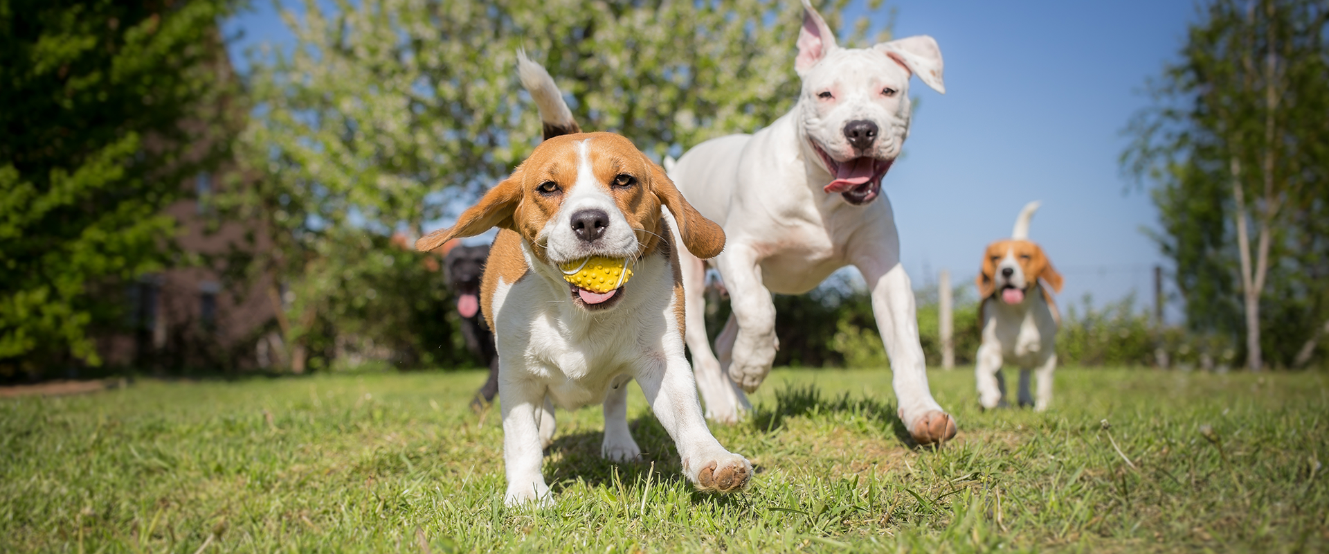 Summer Dogs Names for Your Furry Beach Babe | TrustedHousesitters.com